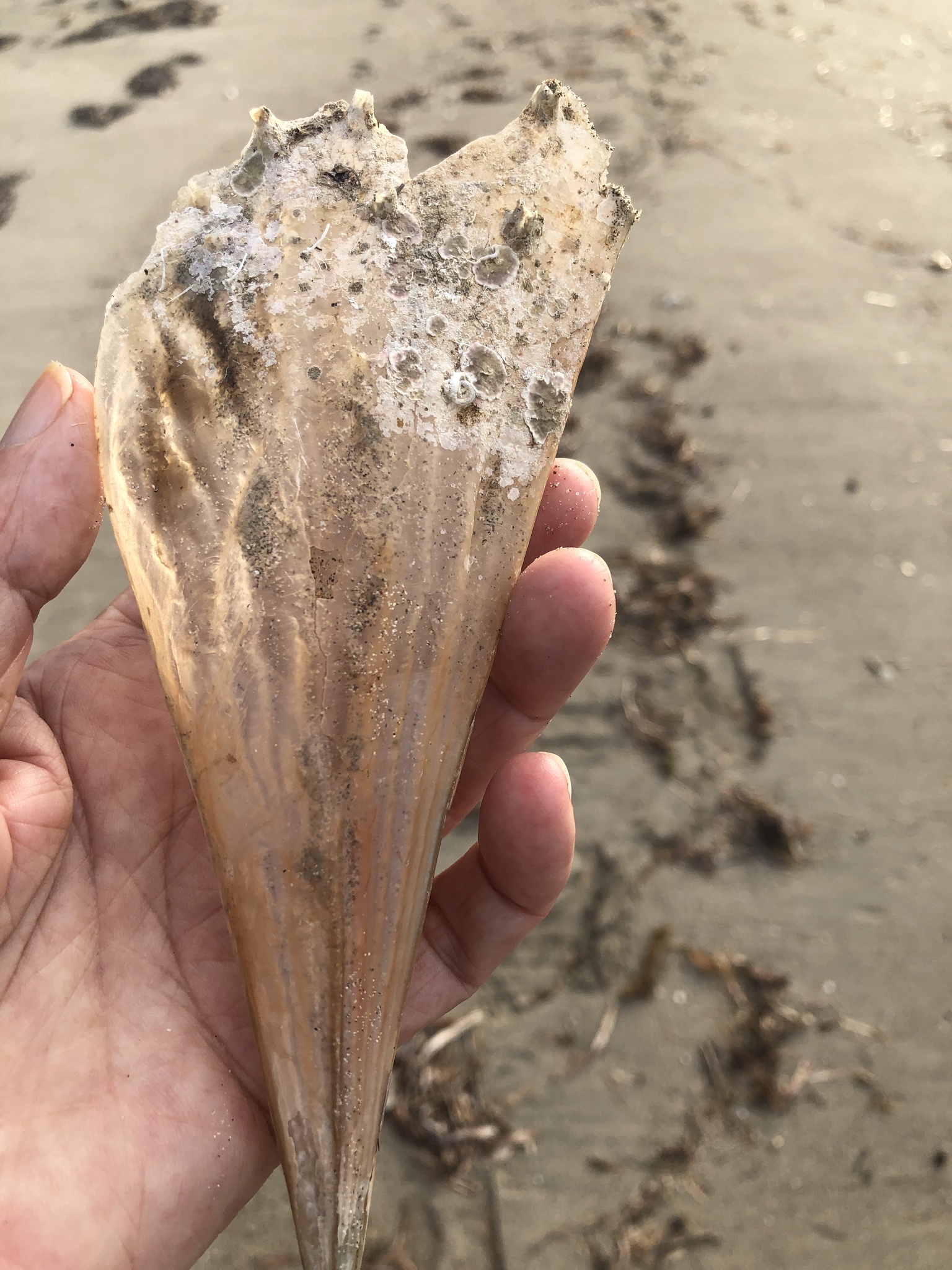 Pinna carnea Gmelin, 1791