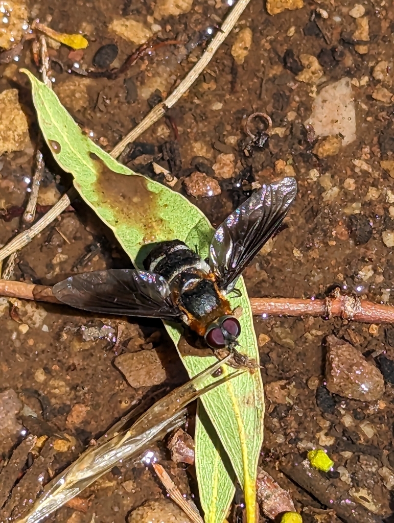 banded bee flies from Nectar Brook SA 5495, Australia on February 23 ...