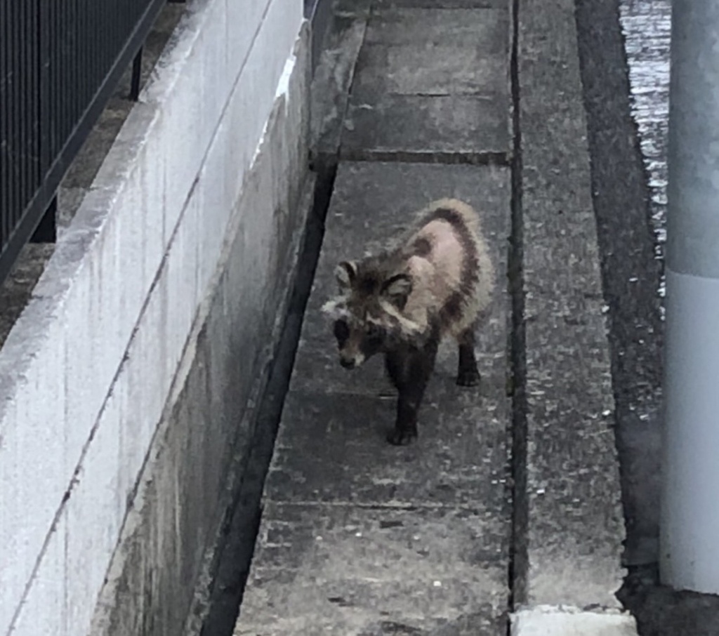 Hondo Raccoon Dog in May 2021 by eggseries · iNaturalist