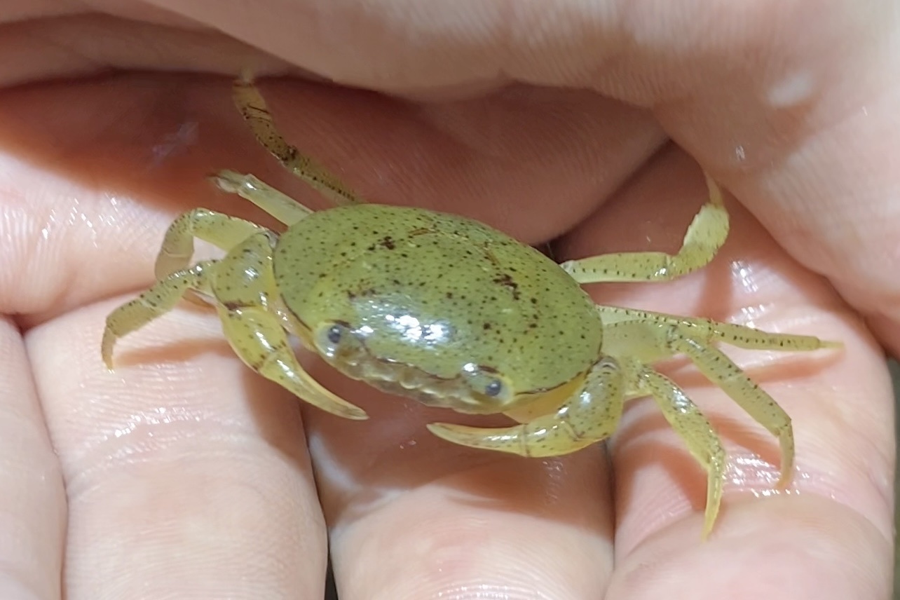 Austrothelphusa transversa (von Martens, 1868)