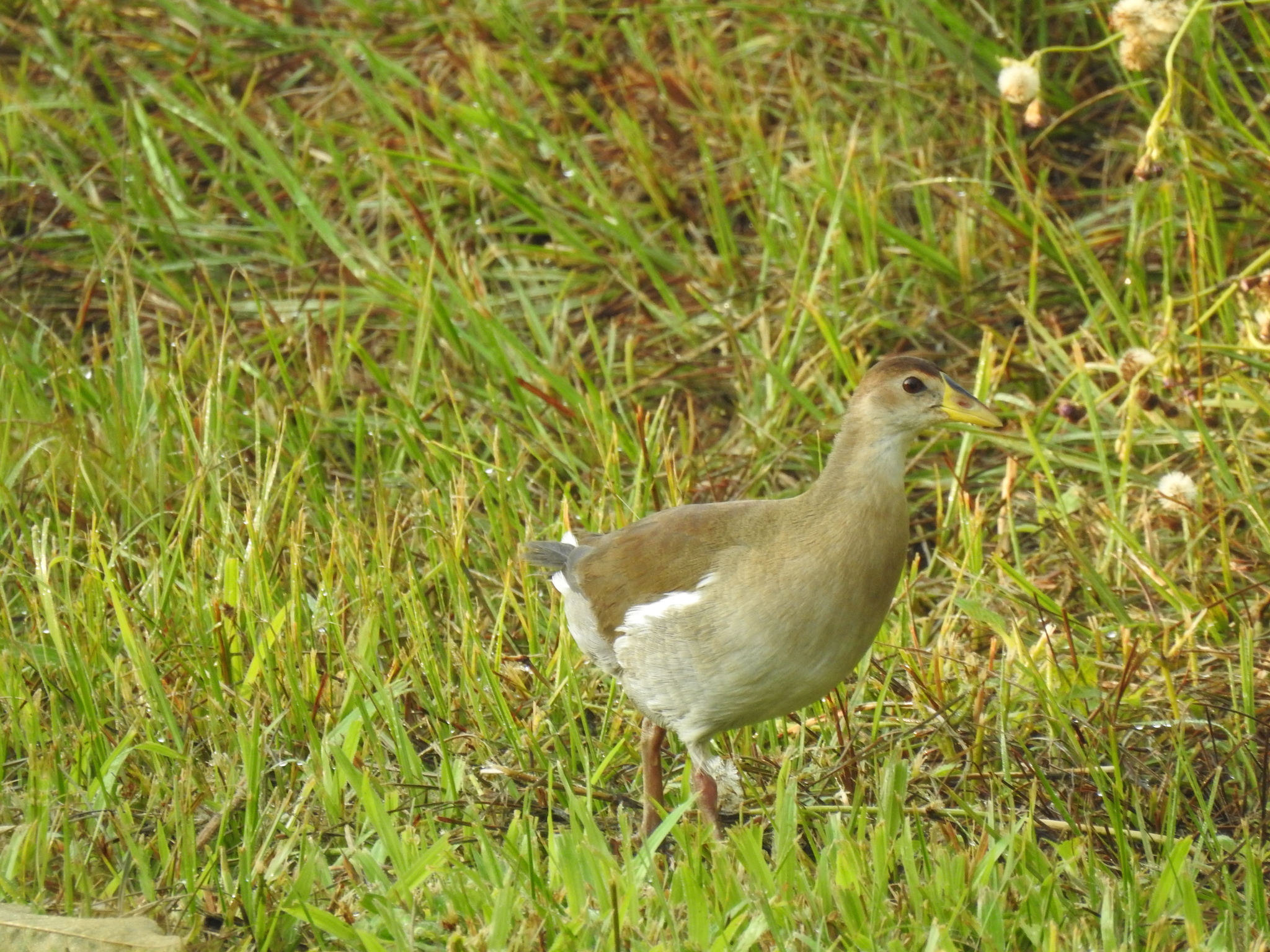 Gallinula angulata Sundevall, 1850