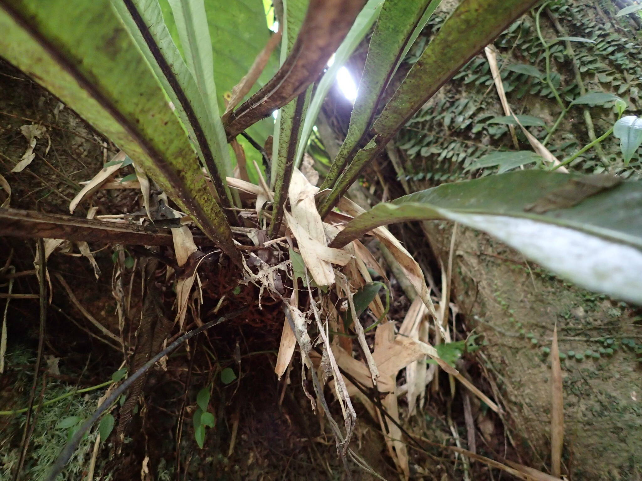 Asplenium serratum L.