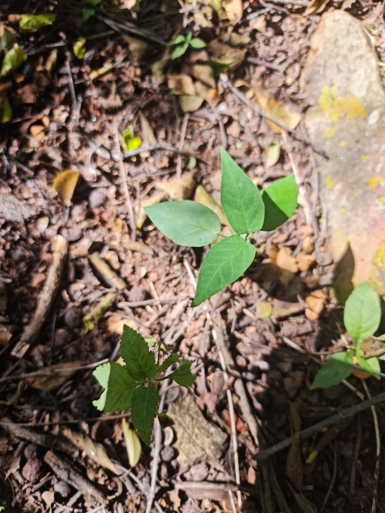 Moth Vine from Merafong City Local Municipality, South Africa on March ...