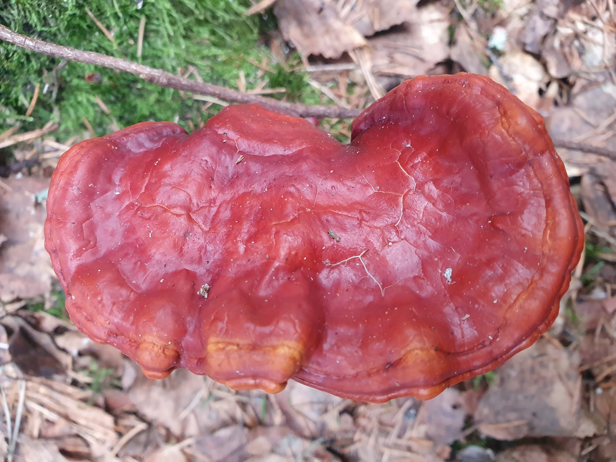 Ganoderma lucidum (Curtis) P.Karst.