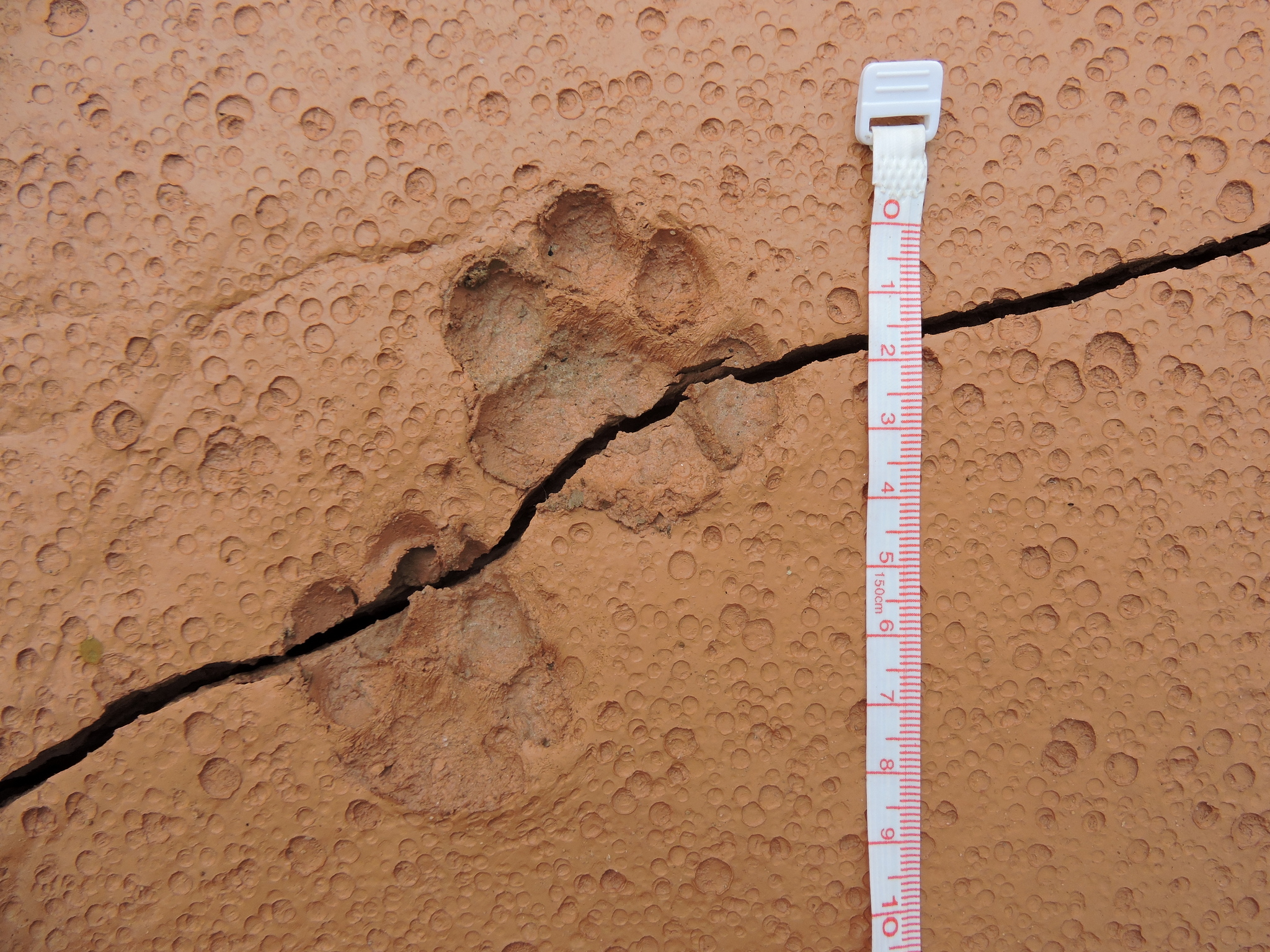 Leopardus pardalis (Linnaeus, 1758)