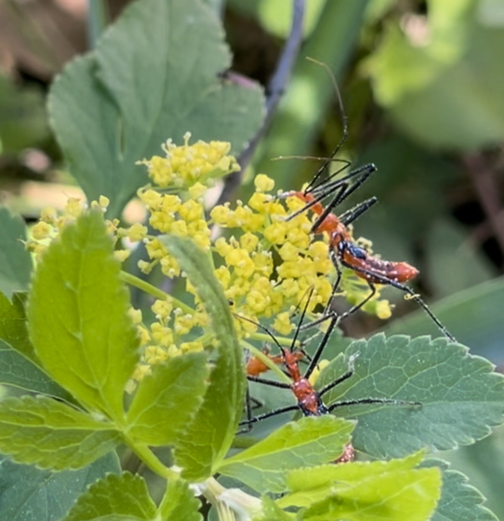 Milkweed Assassin Bug from Windrush Dr, Ridgeland, MS, US on March 4 ...