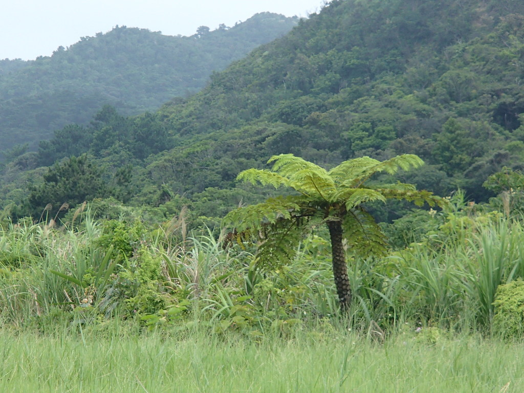 Flying Spider Monkey Tree Fern (Sphaeropteris lepifera) - Botanical Realm
