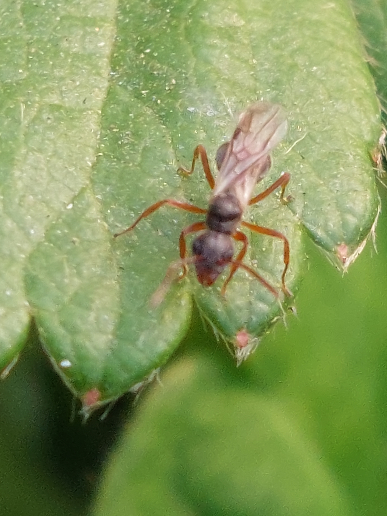 Dolichoderus thoracicus (Smith, 1860)