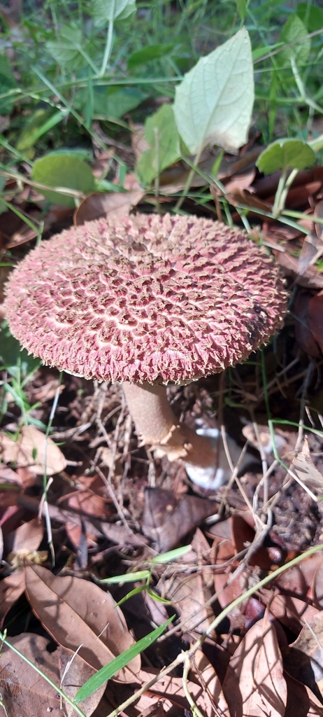 Boletellus in March 2023 by craig walton. Edge of forest · iNaturalist