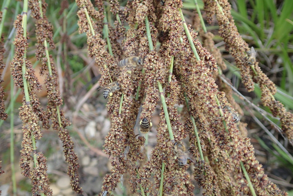 Cape Thatching Reed (Elegia tectorum) - Botanical Realm