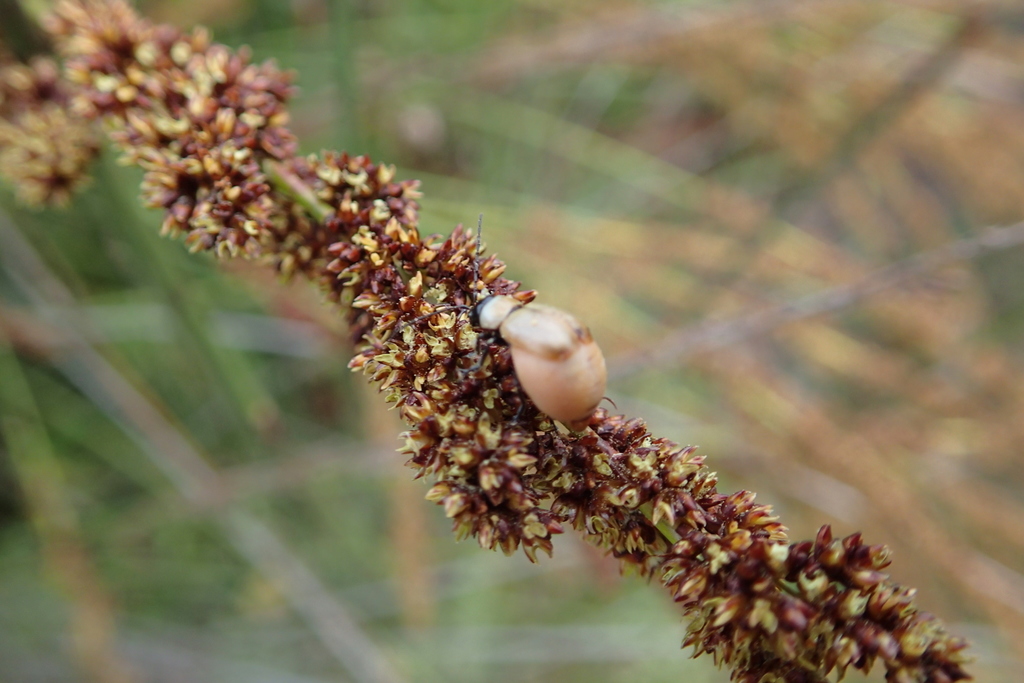 Cape Thatching Reed (Elegia tectorum) - Botanical Realm
