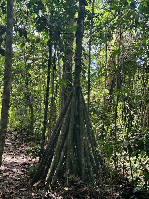 Socratea exorrhiza (Mart.) H.Wendl.