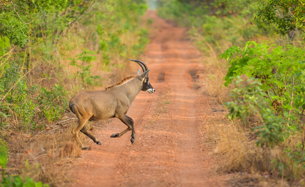 Western Roan Antelope from West Gonja, Ghana on March 6, 2023 at 07:06 ...
