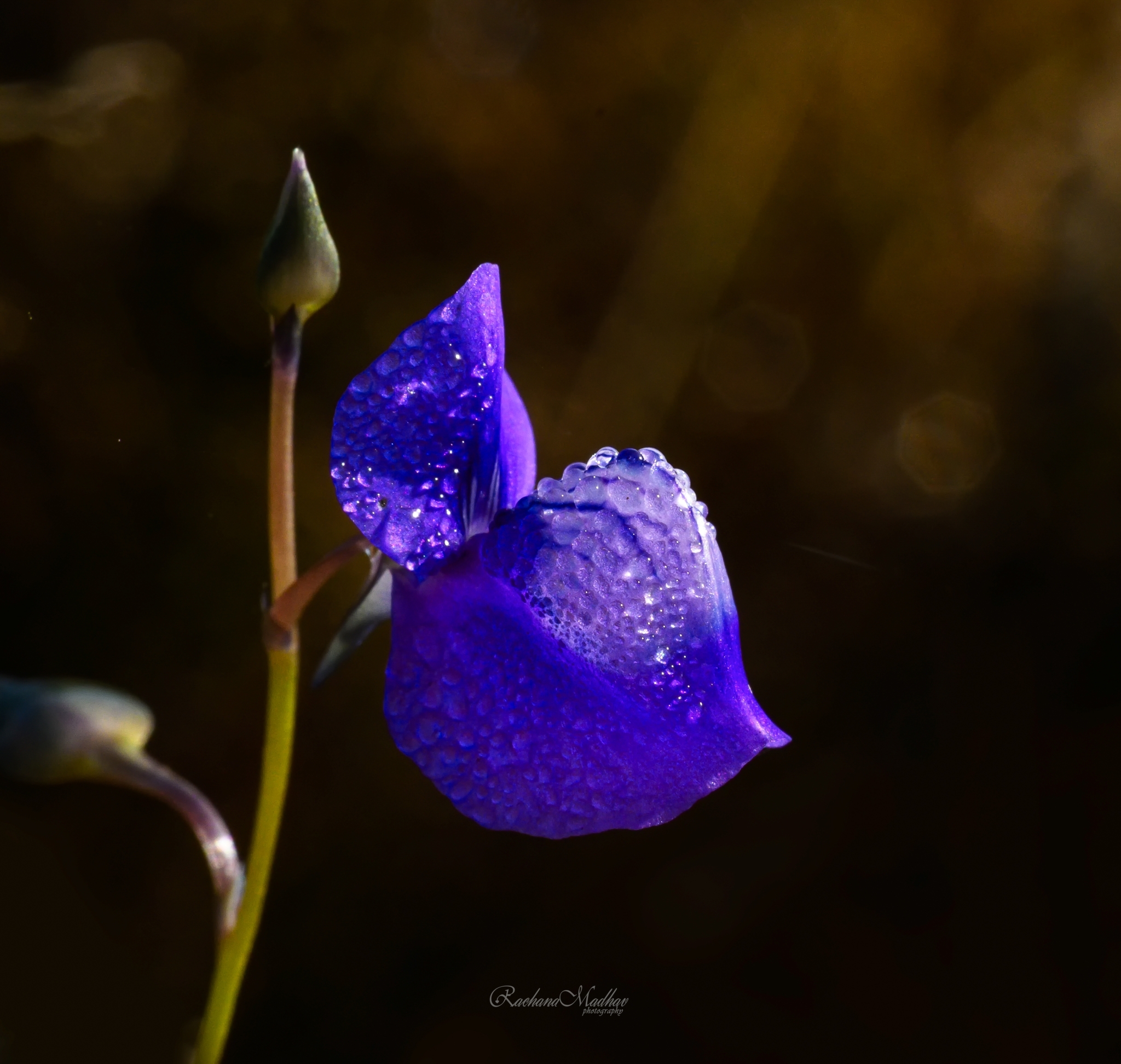 Utricularia reticulata Sm.