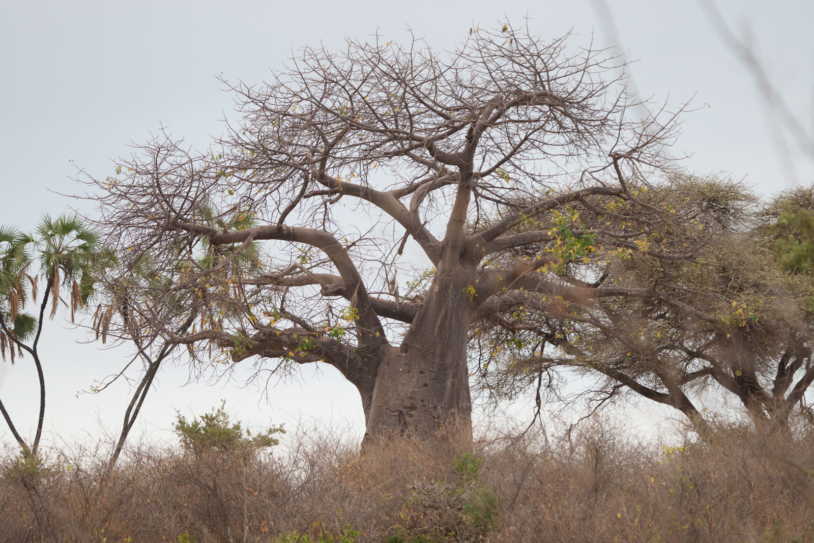 Adansonia digitata L.