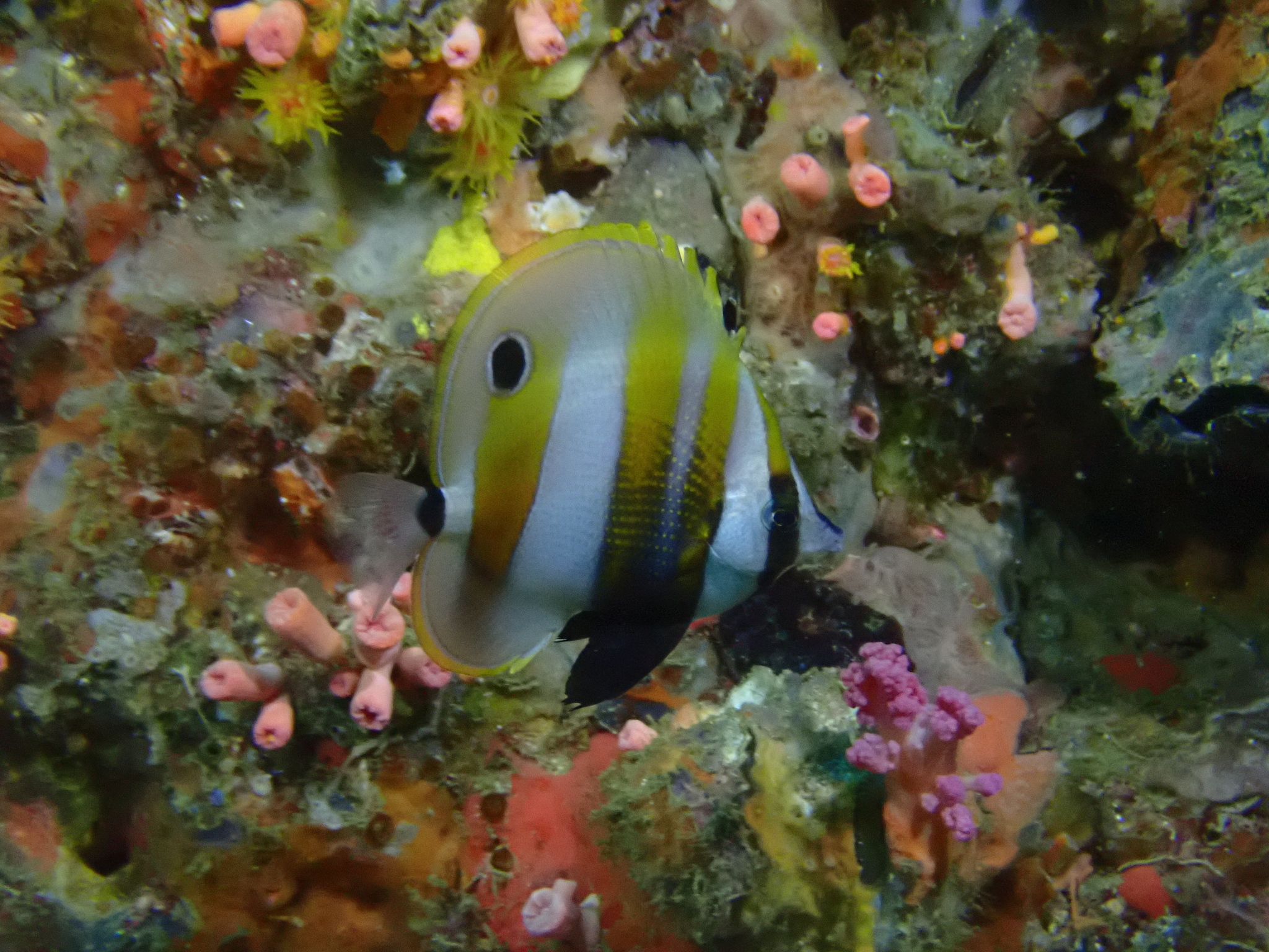 Coradion chrysozonus (Cuvier, 1831)