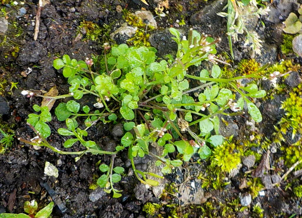hairy bittercress from Lowca, Whitehaven CA28 6QB, UK on March 01, 2023 ...
