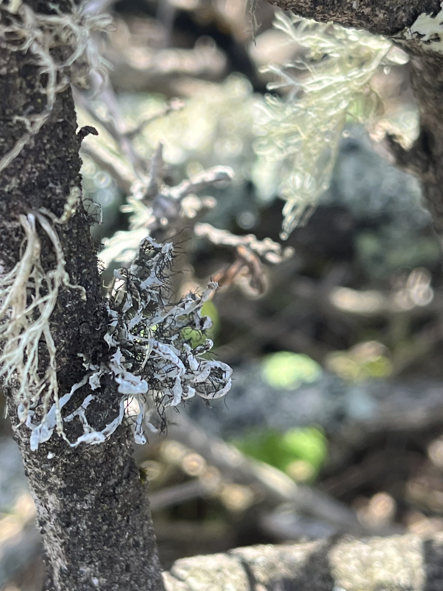 Leucodermia leucomelos (L.) Kalb