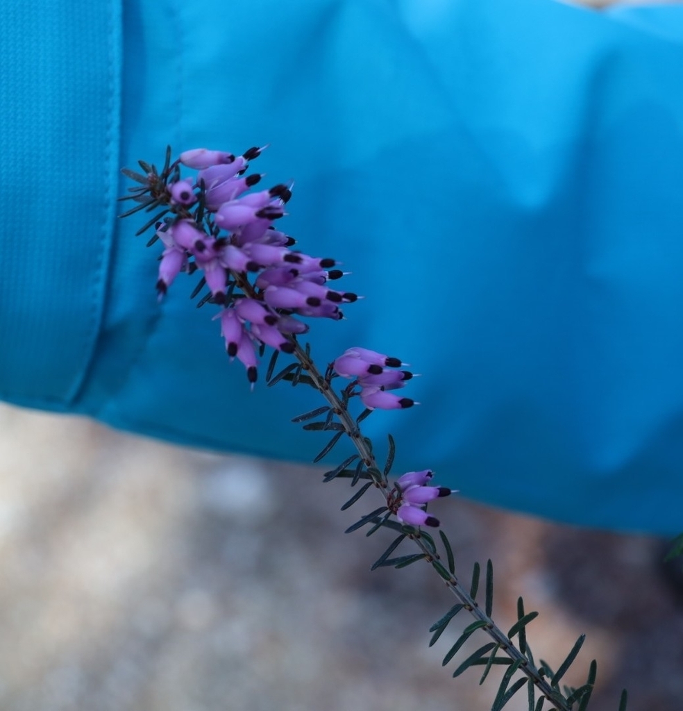 Spring Heath from 8162 Arzberg, Österreich on March 4, 2023 at 10:28 AM ...