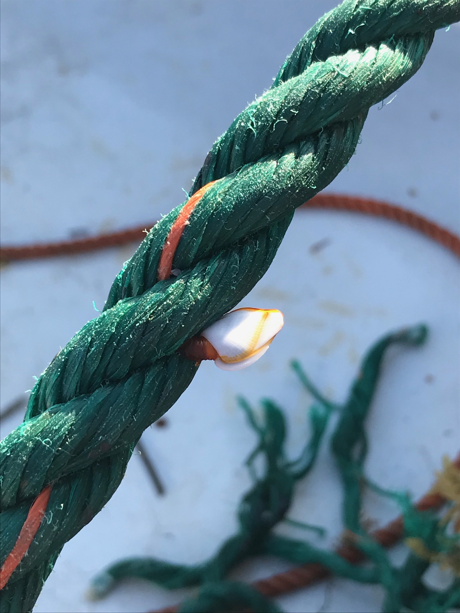 Lepas anserifera Linnaeus, 1767