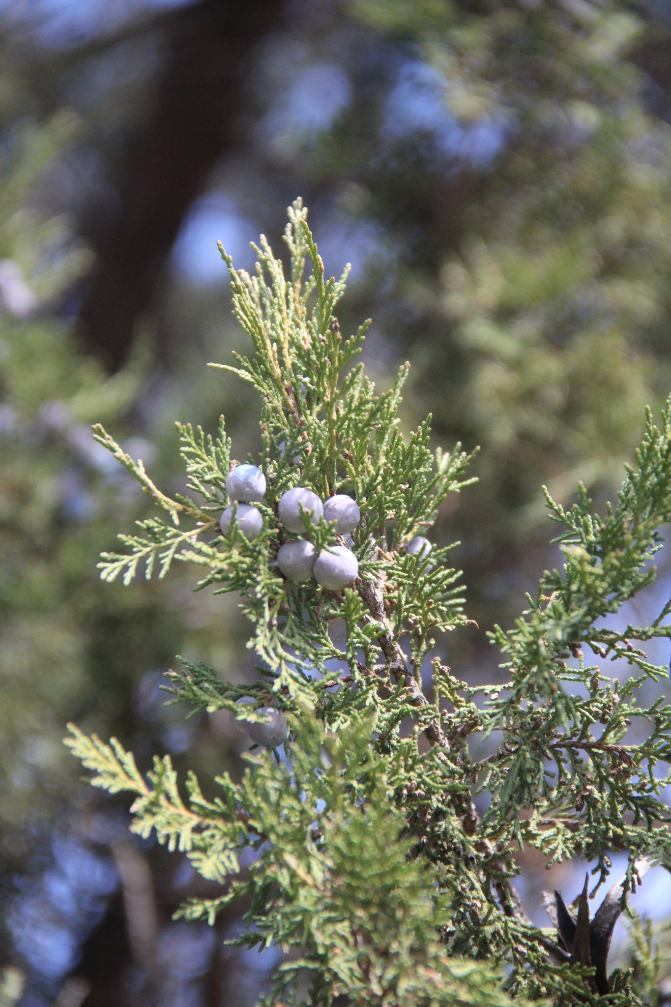 Juniperus excelsa M.-Bieb.
