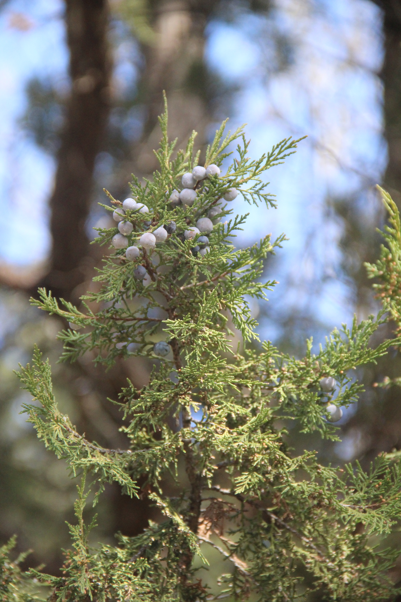 Juniperus excelsa M.-Bieb.
