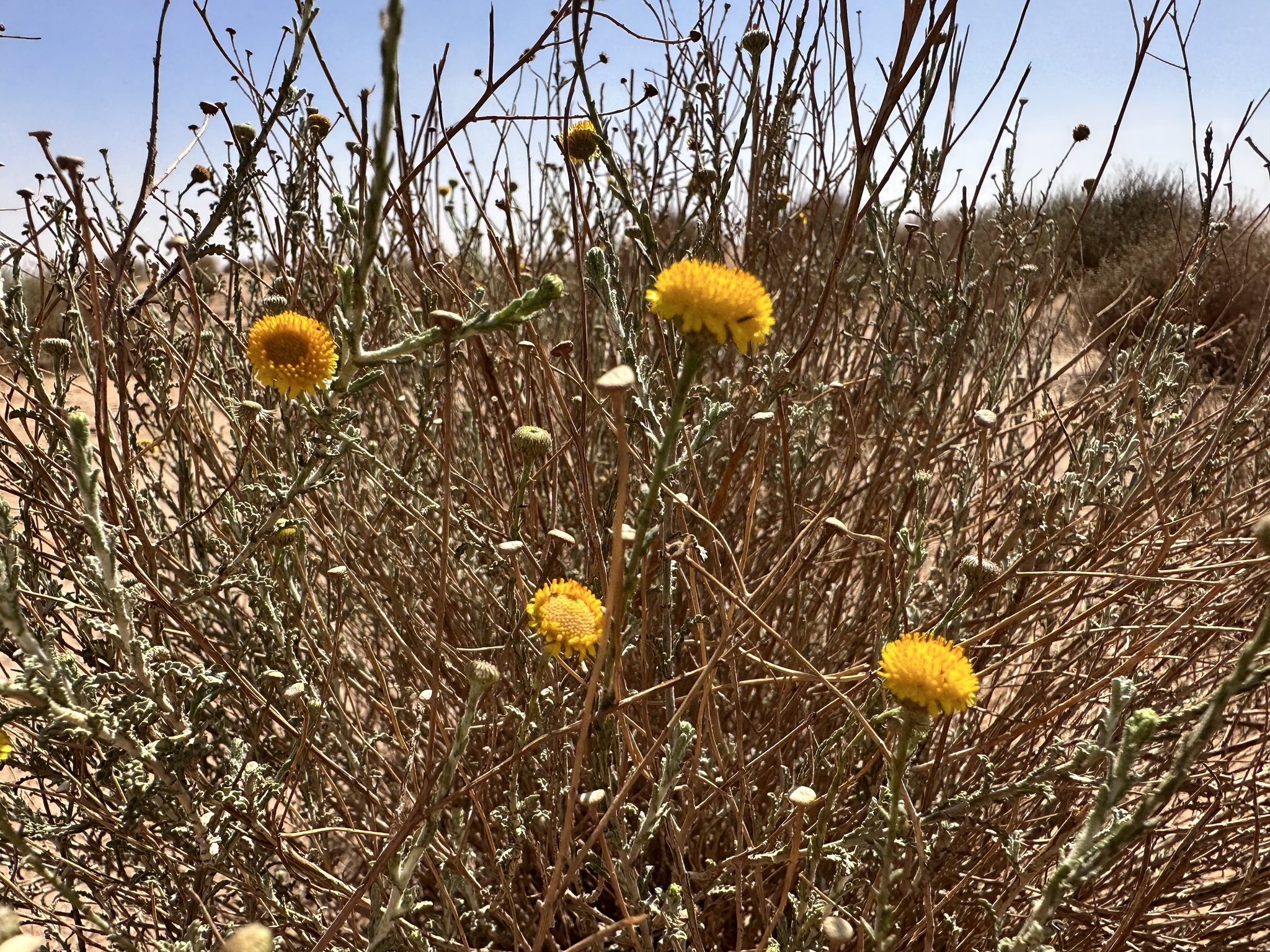 Pulicaria undulata (L.) C.A.Mey.