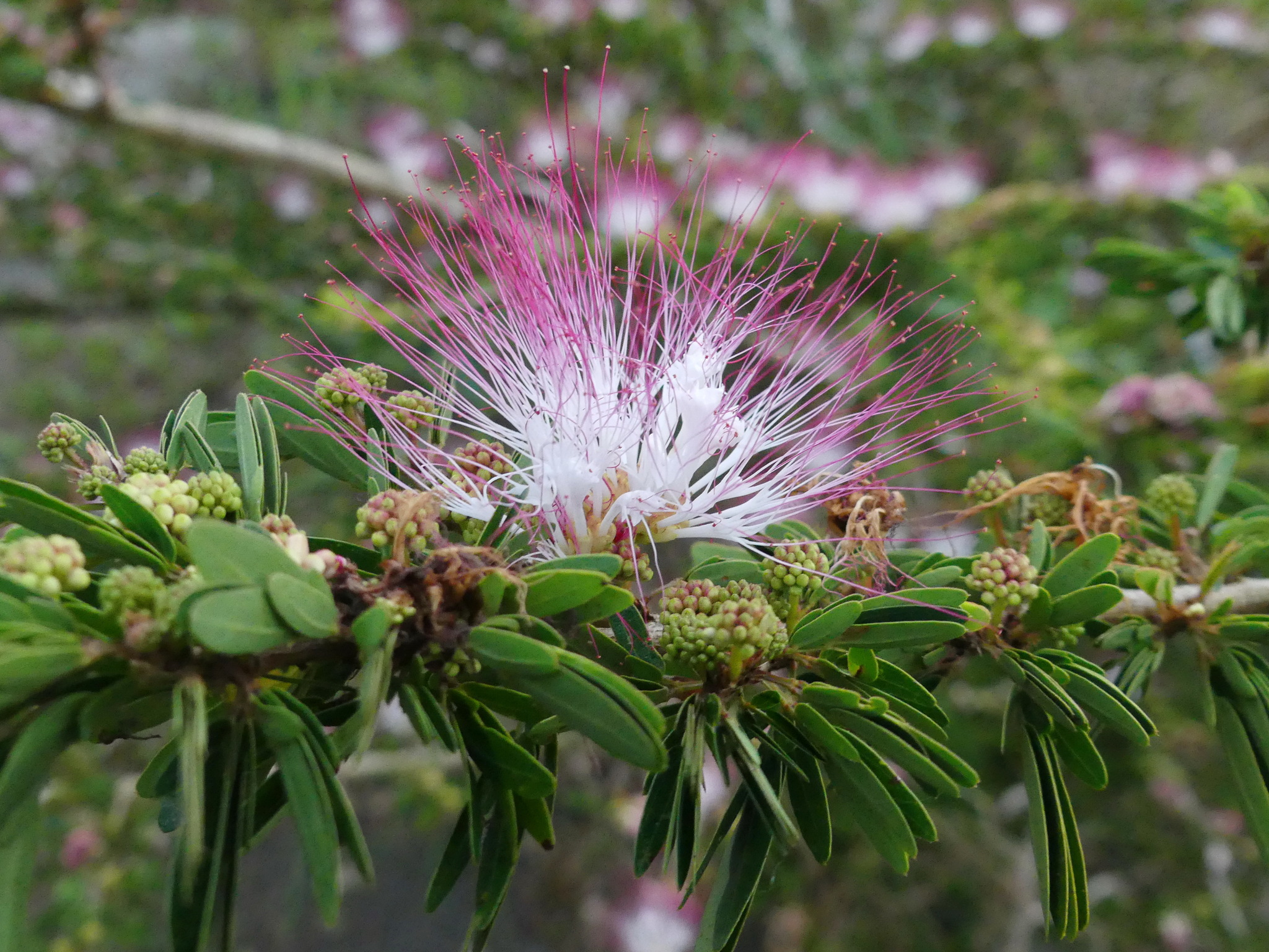 Calliandra angustifolia Spruce ex Benth.