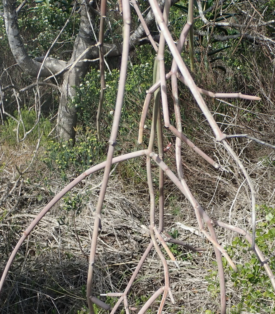 Caustic Vine from Erf 271, Reebok, South Africa on September 14, 2018 ...