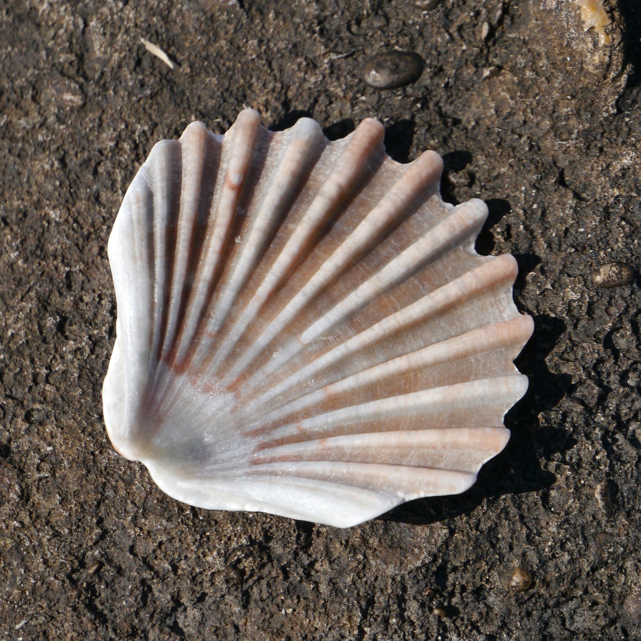 Pecten jacobaeus (Linnaeus, 1758)