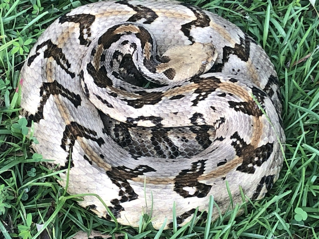 Timber Rattlesnake (Herps of the McLennan County, TX Area) · iNaturalist