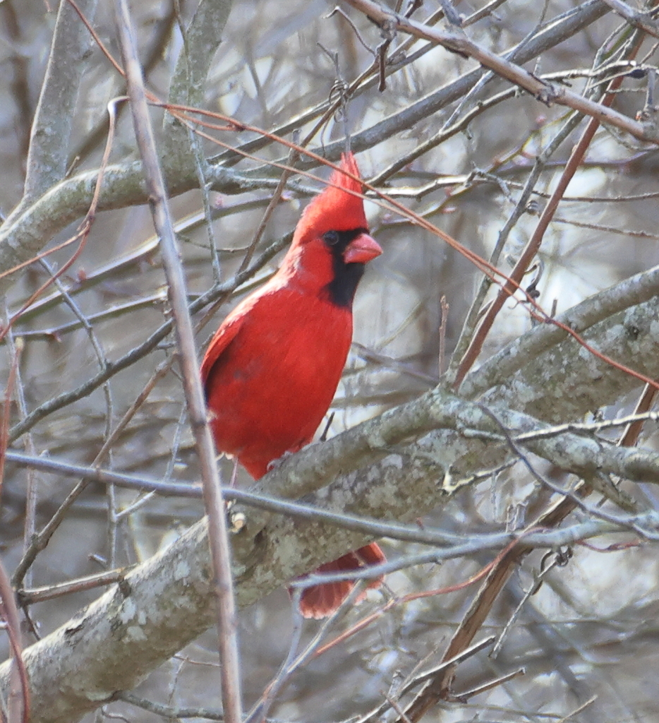Northern Cardinal from Greene County, OH, USA on March 06, 2023 at 10: ...