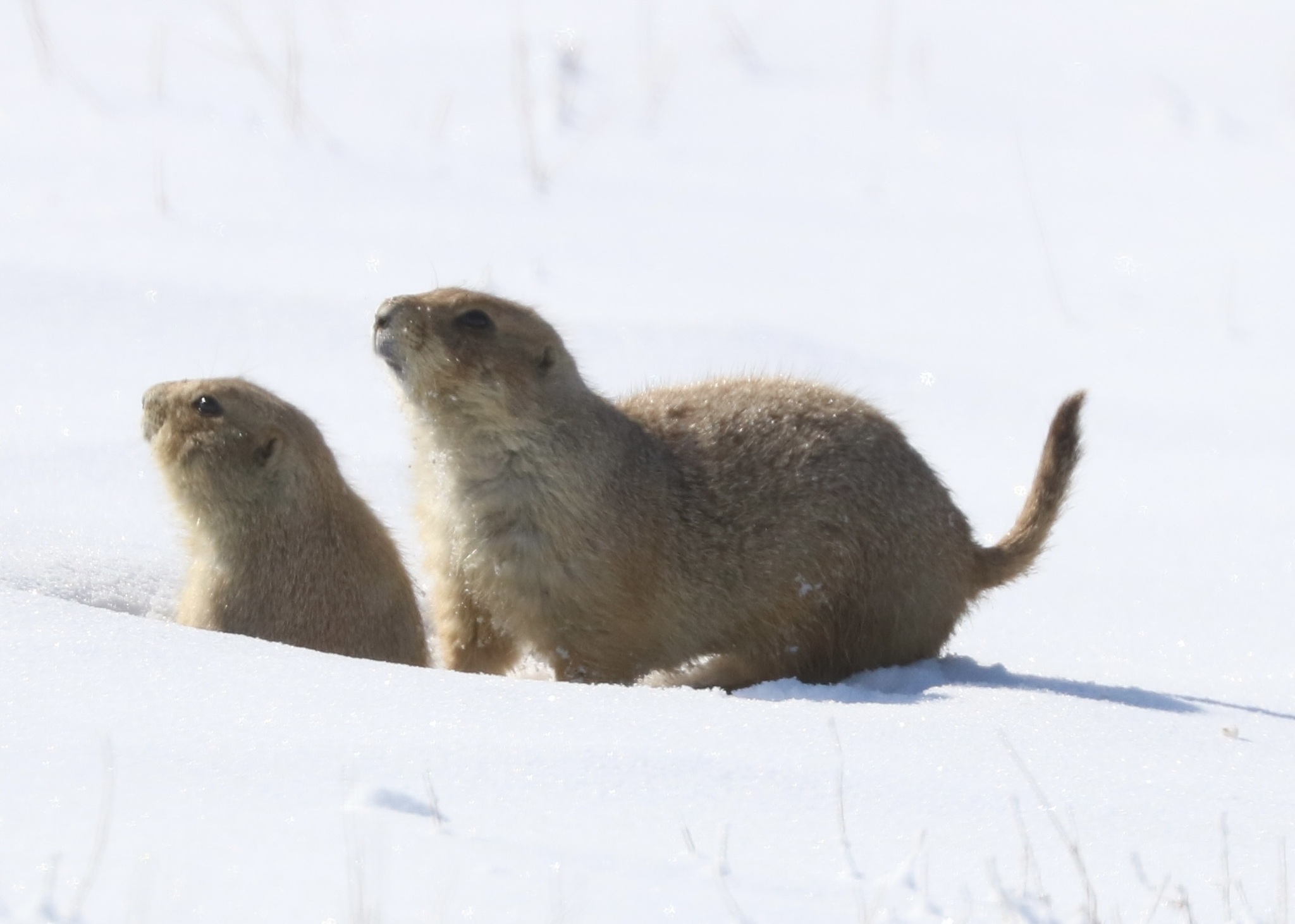 Cynomys ludovicianus (Ord, 1815)