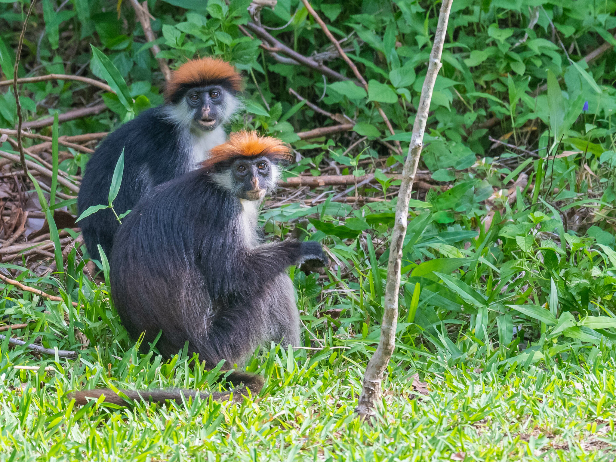 Piliocolobus gordonorum (Matschie, 1900)