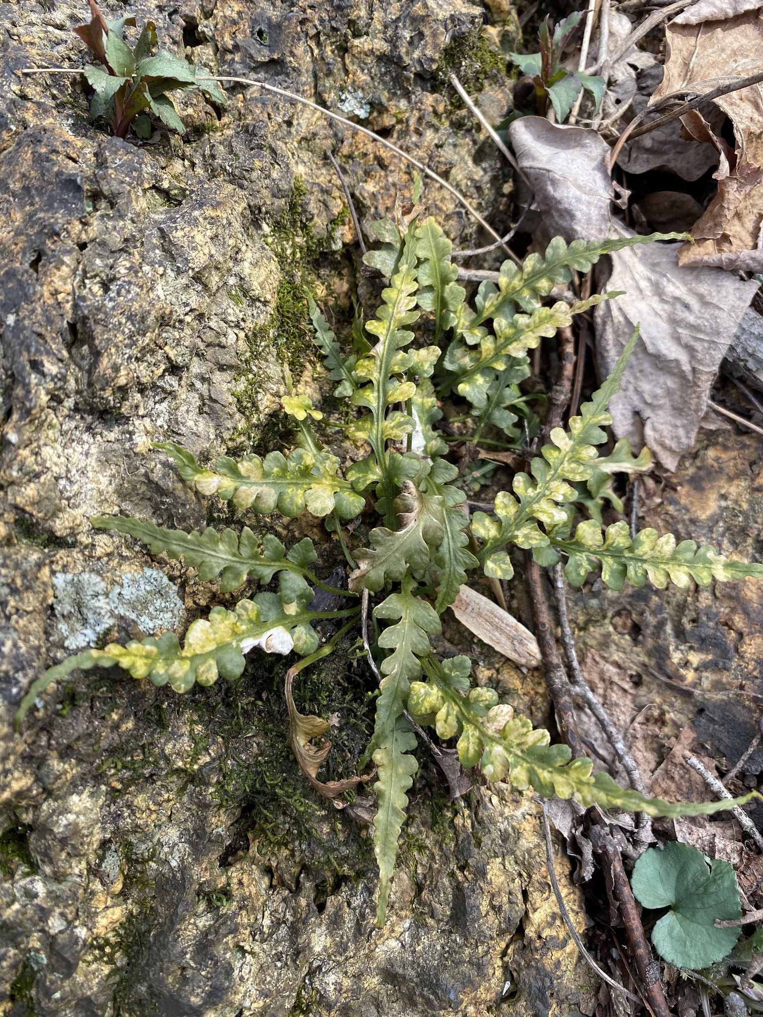 Asplenium pinnatifidum Nutt.