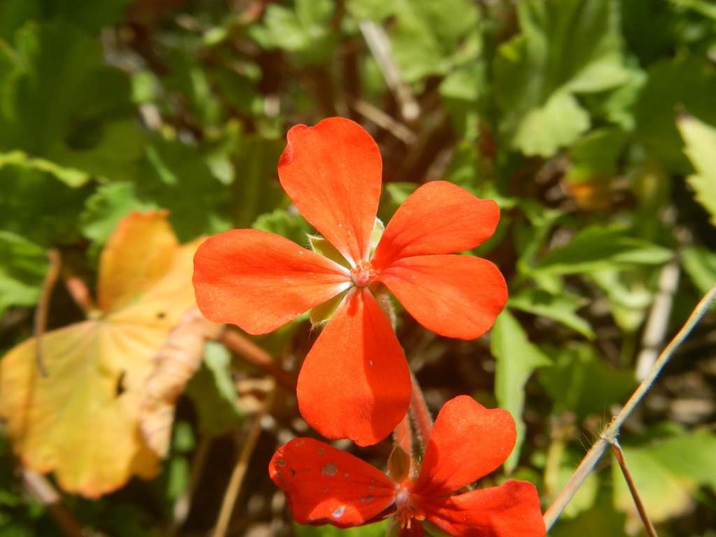 Scented Storksbill from Amathole District Municipality, South Africa on ...