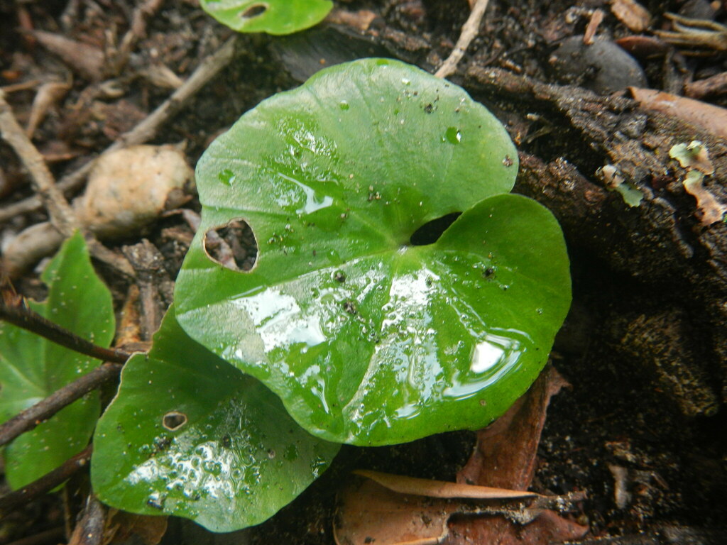 Nervilia lilacea in March 2023 by Alice-Jane Marais · iNaturalist