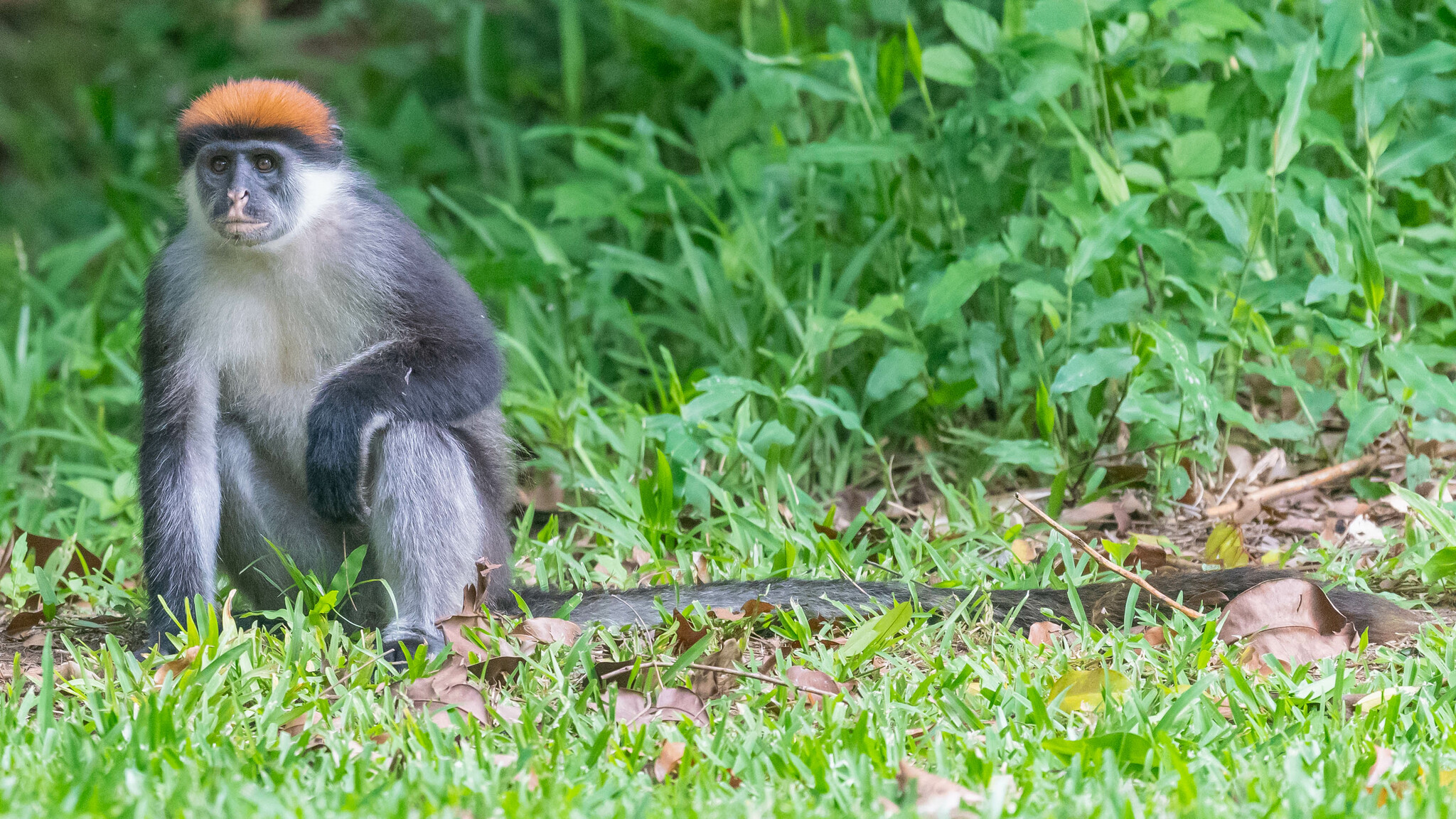 Piliocolobus gordonorum (Matschie, 1900)