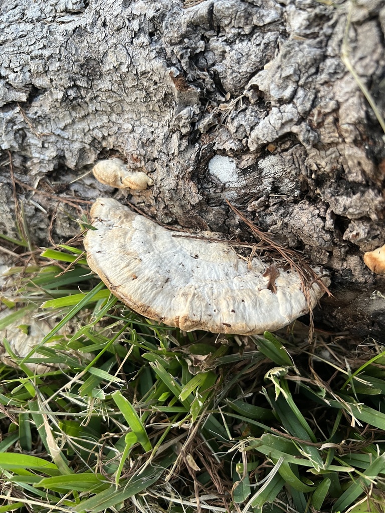 Trametes lactinea from Takomah Trail Park, Tampa, FL, US on March 05 ...