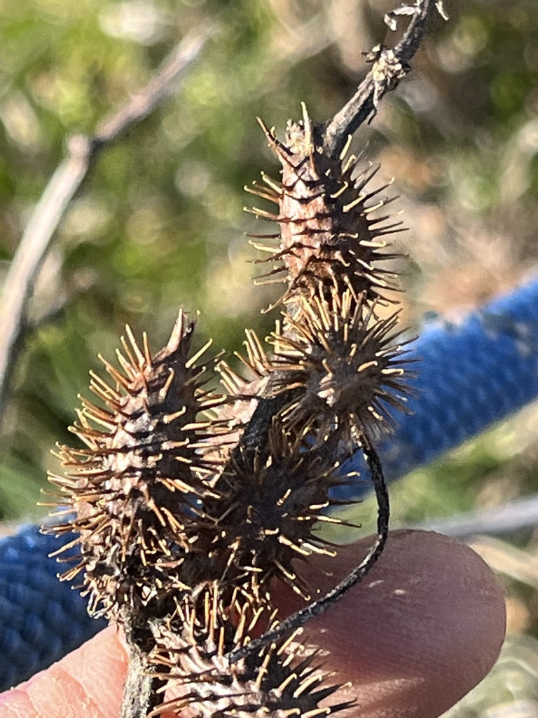rough cocklebur from St Pauls Rd, Manchester, MD, US on March 6, 2023 ...