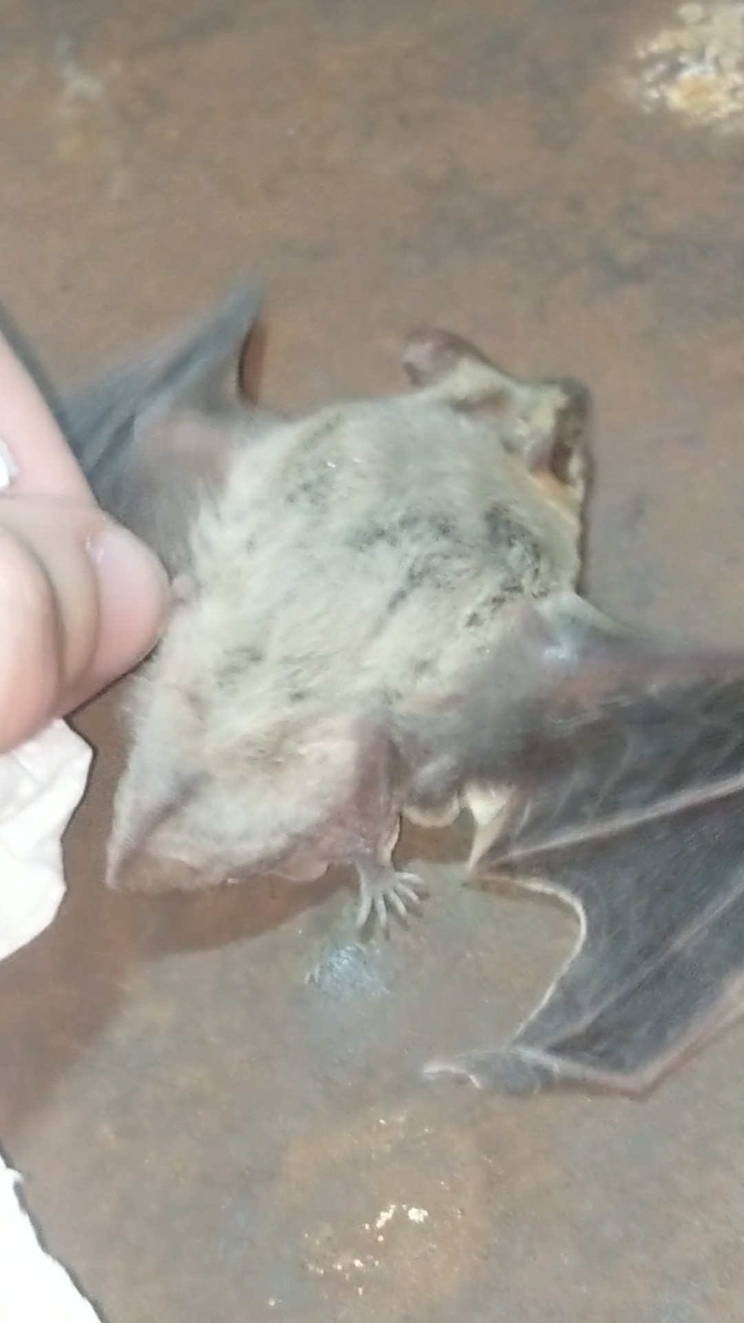 Pipistrellus kuhlii (Kuhl, 1817)