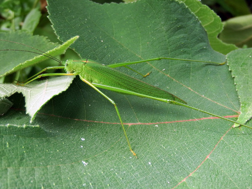 Elimaea schenklingi · iNaturalist