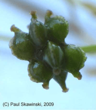 Leafy Pondweed (Indiana Pesticide Plants) · iNaturalist