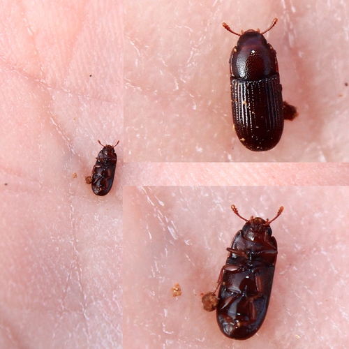 Clamoris crenata · NaturaLista Colombia