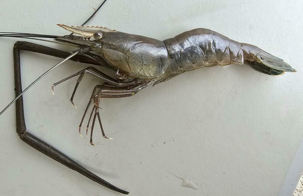 Hairy River Prawn from Entaba, Hibberdene, 4220, South Africa on March ...