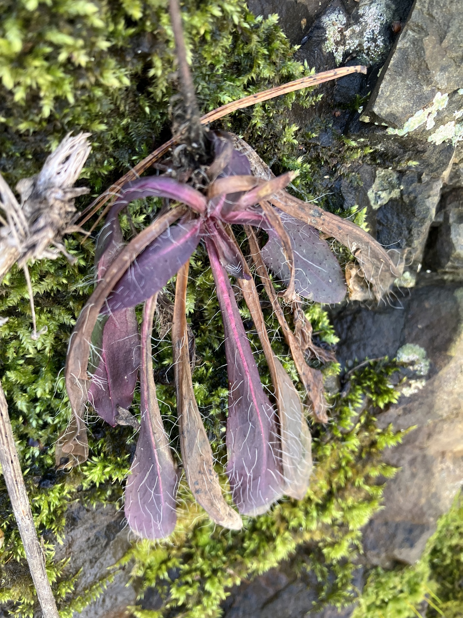 Pilosella piloselloides (Vill.) Soják