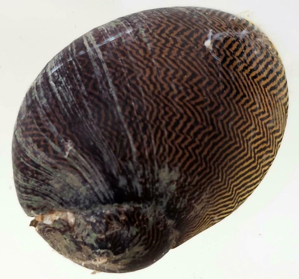 Vittina gagates from Entaba, Hibberdene, 4220, South Africa on March 6 ...