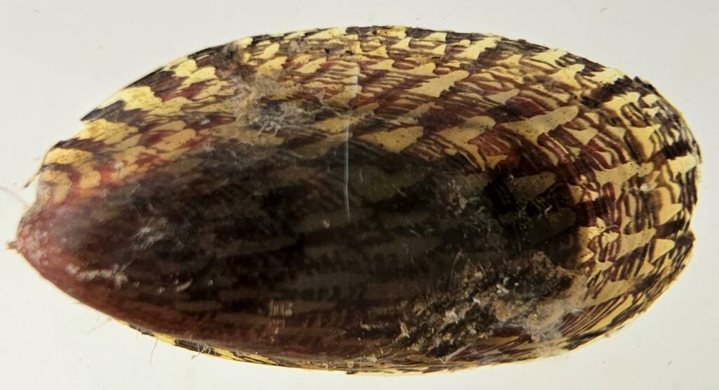 Septaria from Entaba, Hibberdene, 4220, South Africa on March 6, 2023 ...