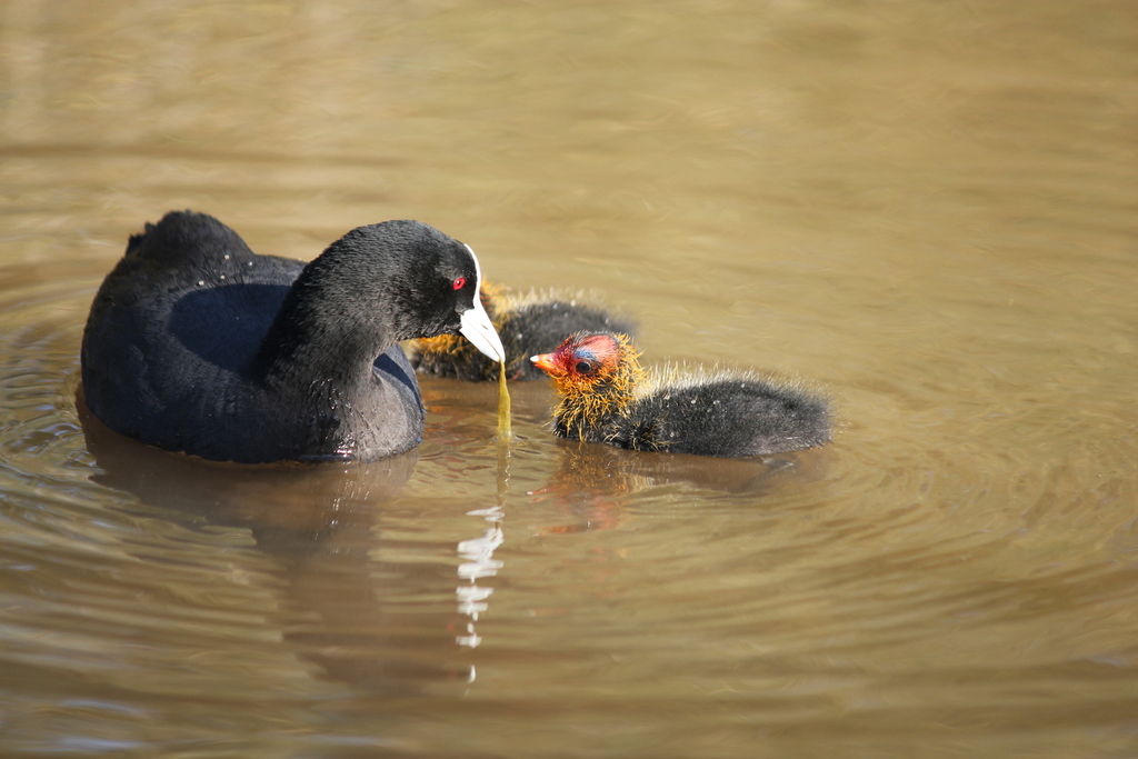 Australasian Coot from Oaklands Wetlands, SA, Australia on September 25 ...