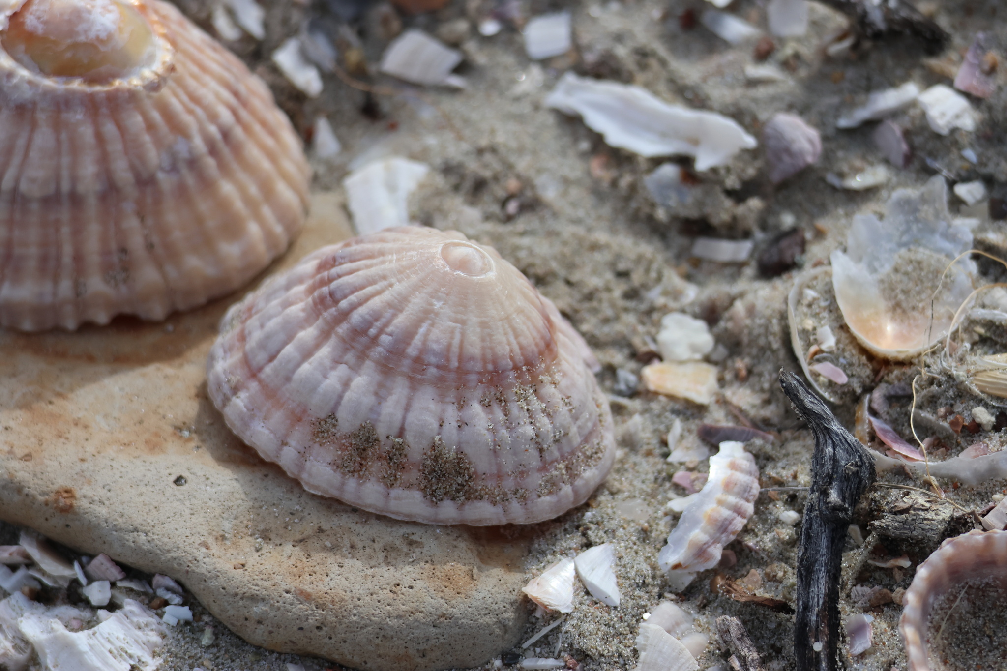 Nacella magellanica (Gmelin, 1791)